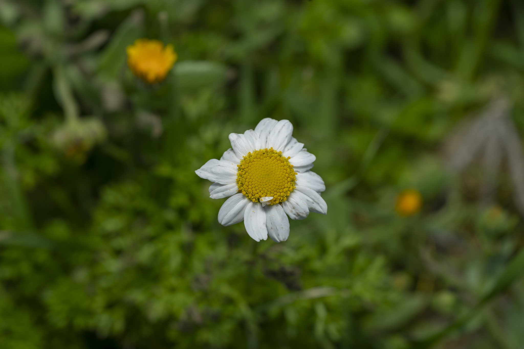 Anthemis chia L.