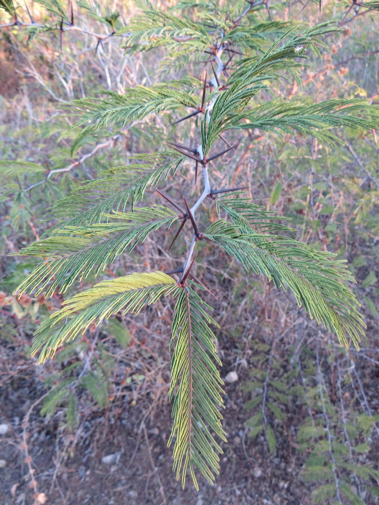 fern-leaf acacia from Mérida, Yuc., México on February 04, 2021 at 06: ...