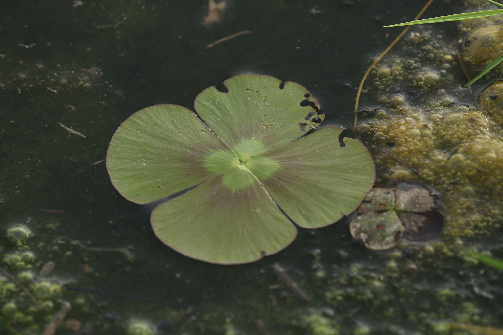 Marsilea crenata C.Presl