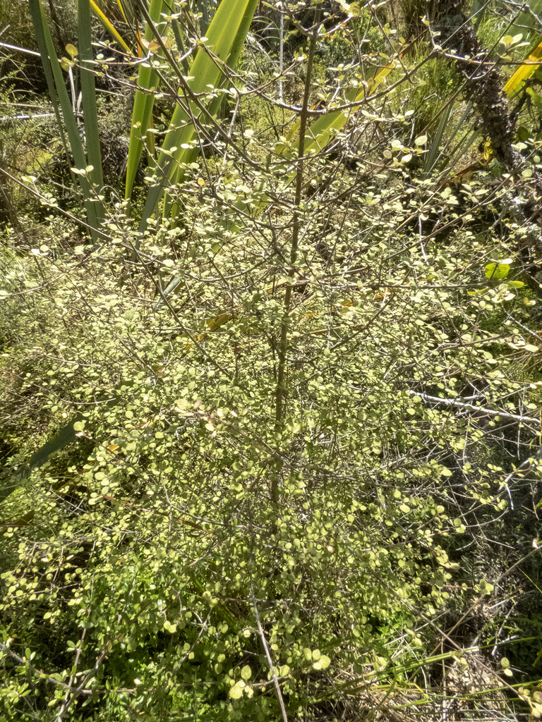 Hukihuki from Barrytown, New Zealand on February 5, 2021 at 04:12 PM by ...