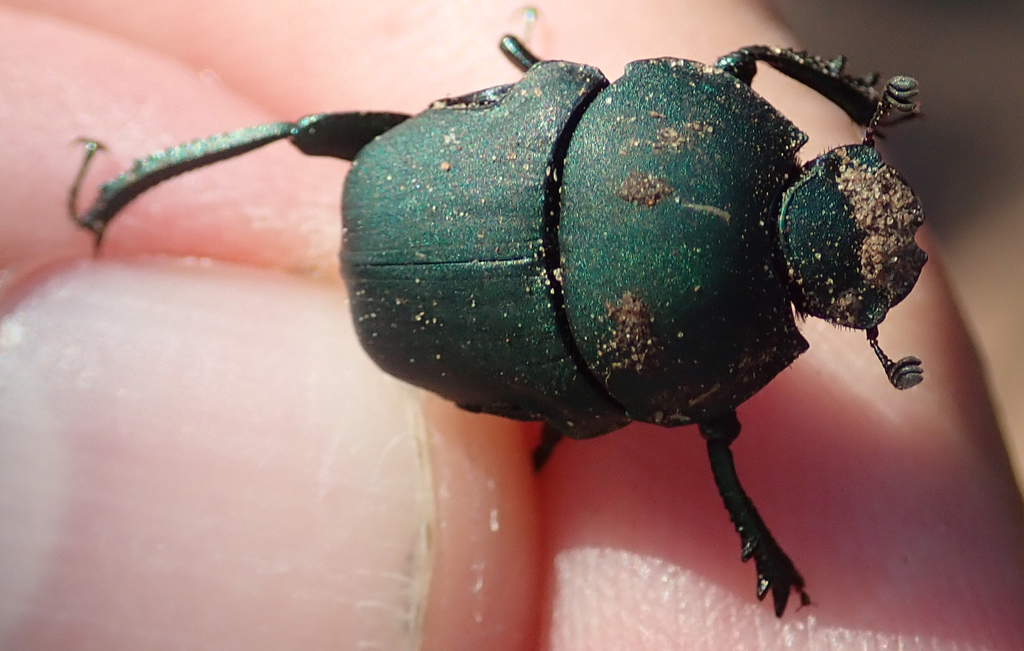 Gymnopleurus humeralis from Serowe, Botswana on January 5, 2021 at 07: ...