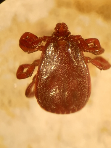 Rhipicephalus bursa · iNaturalist