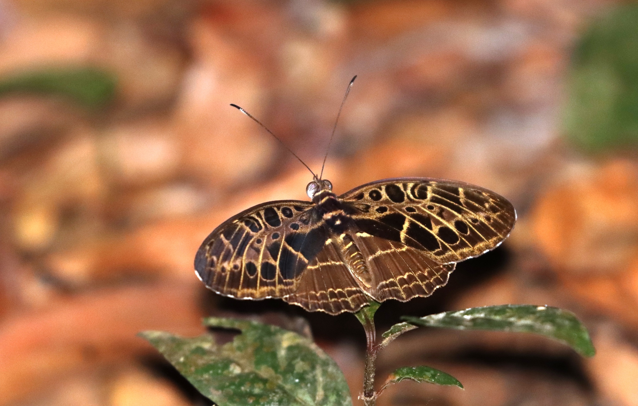 Catuna crithea Drury, 1773