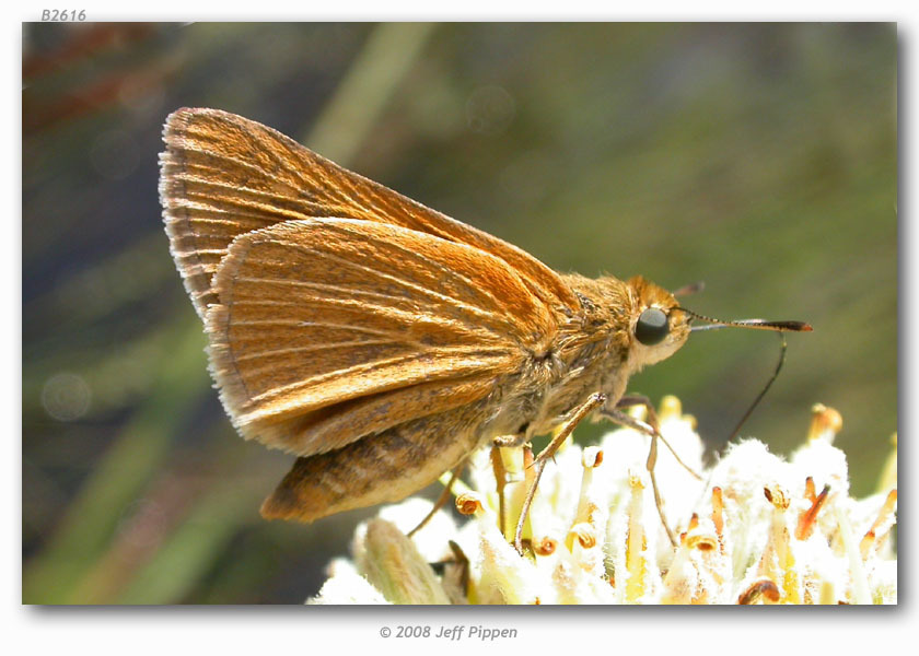 Berry's Skipper (MatBio: BUTTERFLIES & MOTHS - Matanzas Biodiversity ...