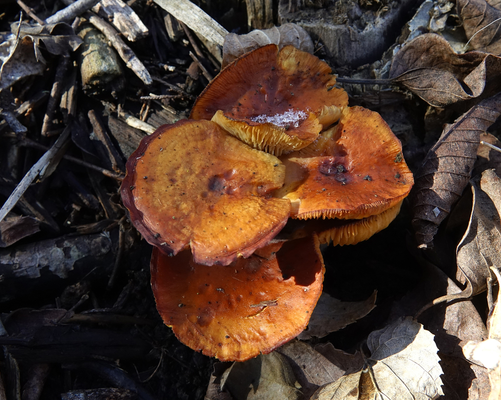 Velvet Foot from Clarion Woods Park on February 05, 2021 at 02:20 PM by ...