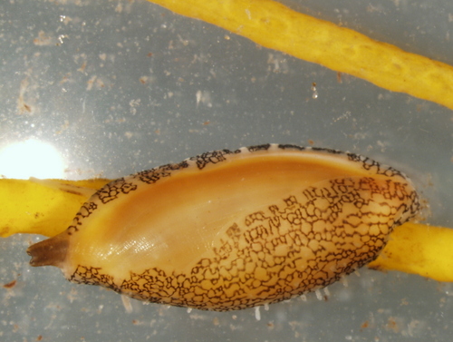 Caracol de coral (Simnialena uniplicata)
