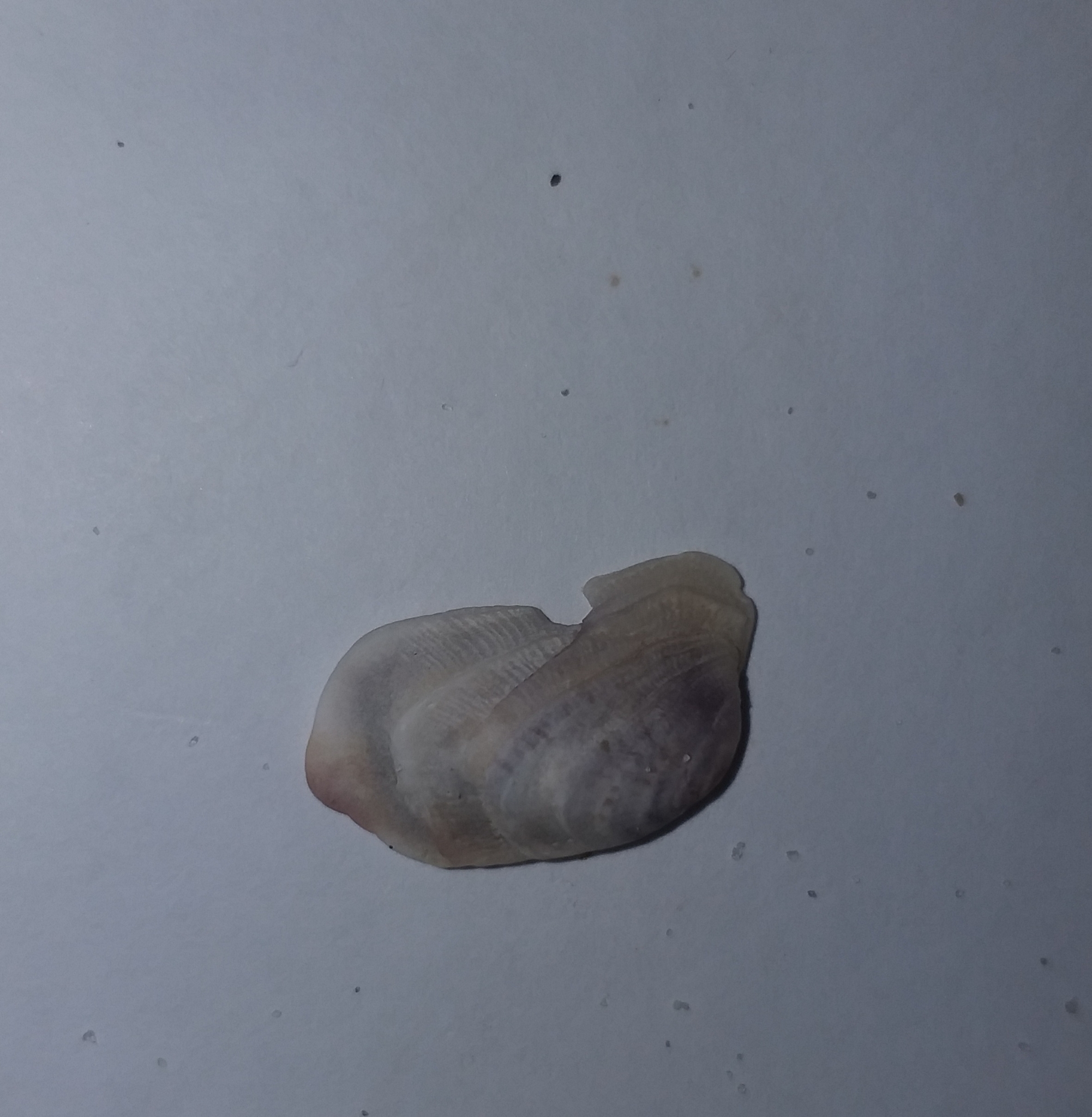 Irus irus (Linnaeus, 1758)