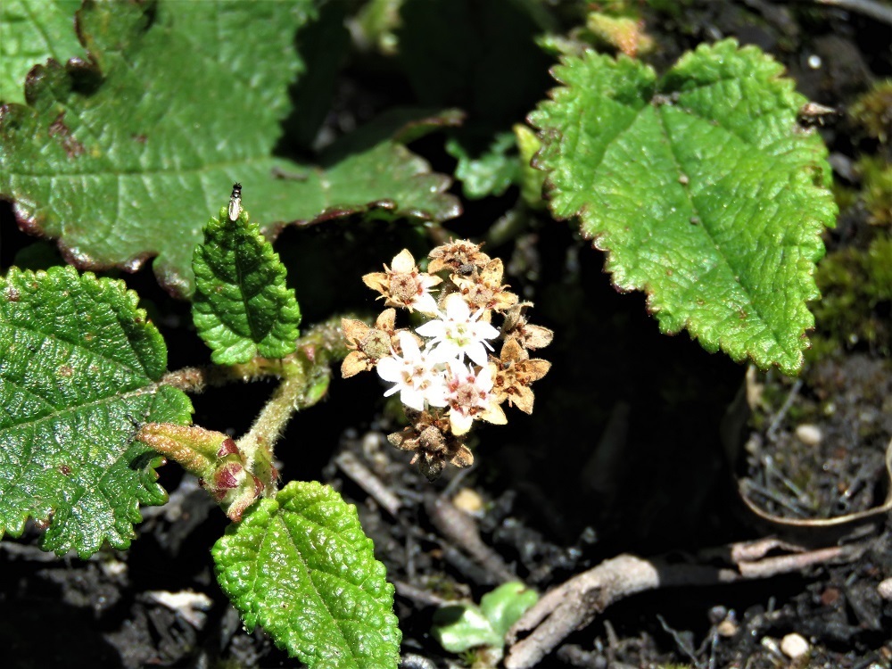 Commersonia prostrata from Newnes State Forest NSW 2790, Australia on ...