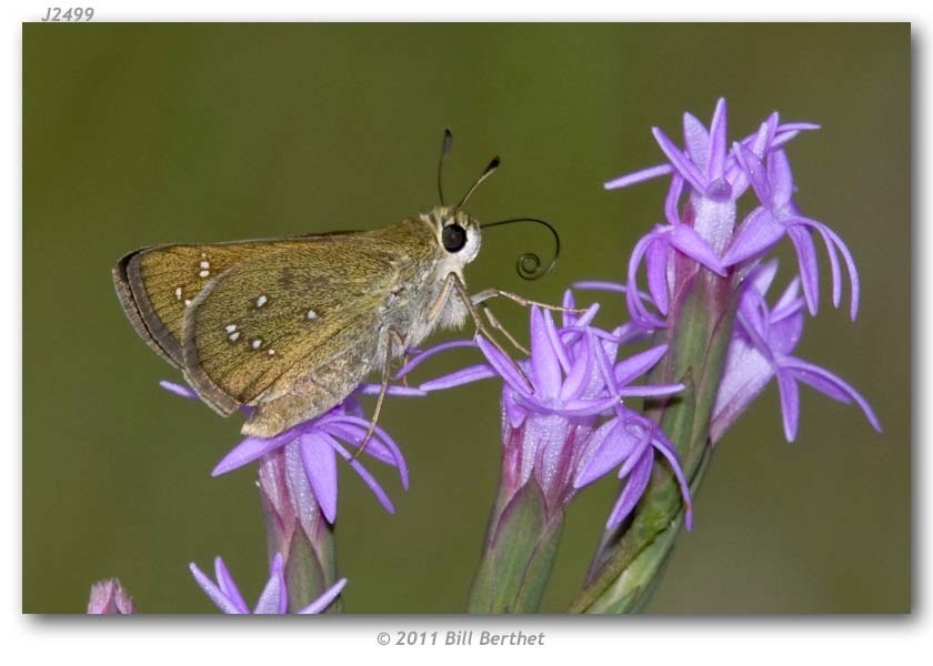 Dotted Skipper (MatBio: BUTTERFLIES & MOTHS - Matanzas Biodiversity ...