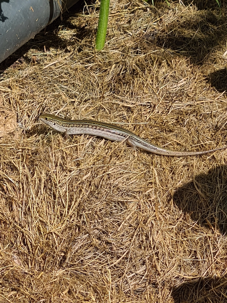 Robust Ctenotus from South Grafton NSW 2460, Australia on February 6 ...