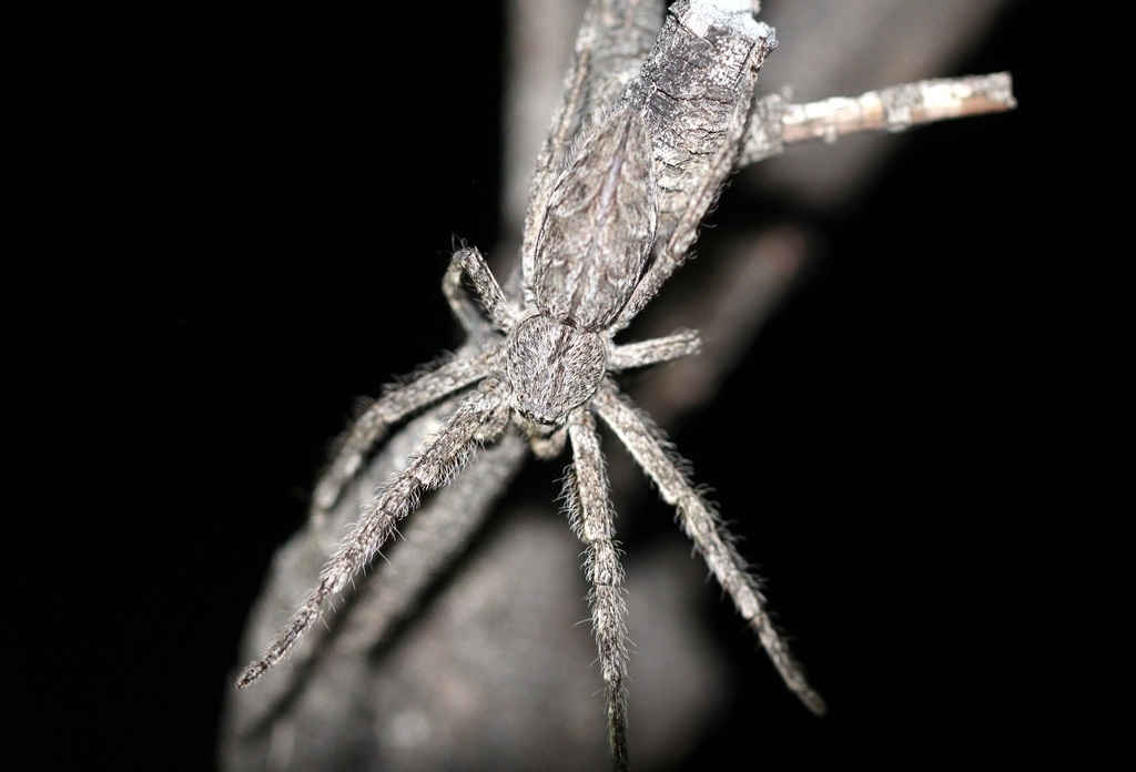 Spotted Bark Huntsman from Opalton QLD 4735, Australia on January 30 ...