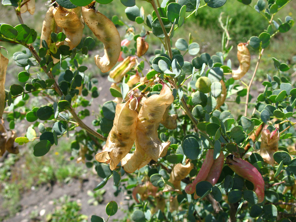 Blood-spotted Bladder Senna (Colutea orientalis) - Botanical Realm