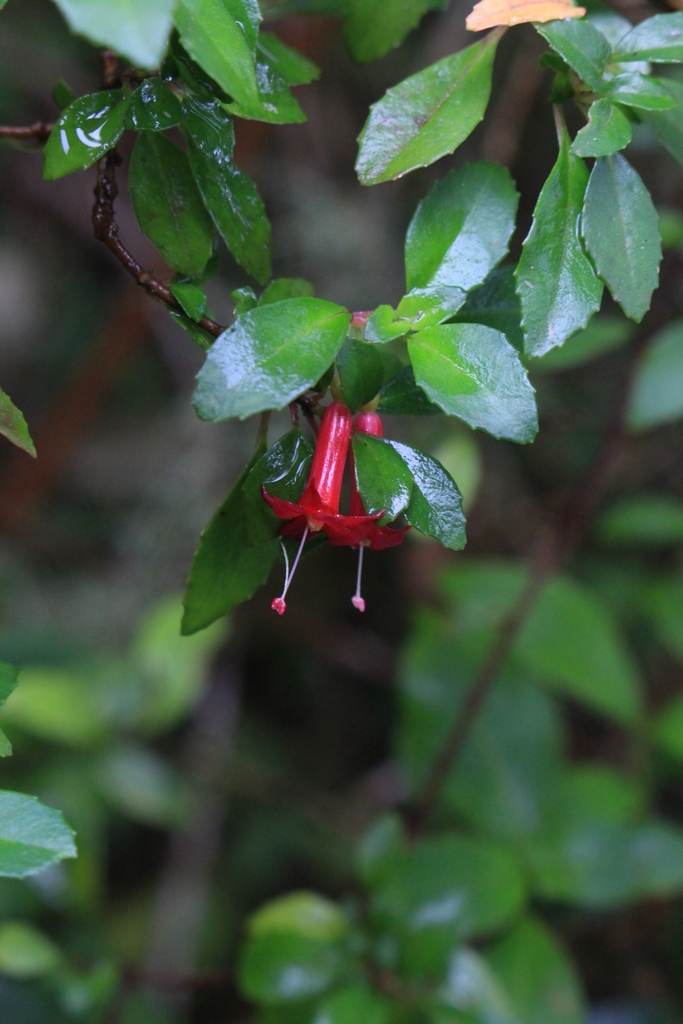 Small leaf fuchsia from San José, San Antonio, Costa Rica on February ...