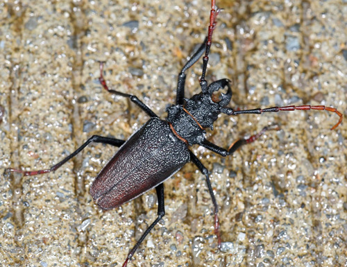 Psalidognathus reichei · iNaturalist