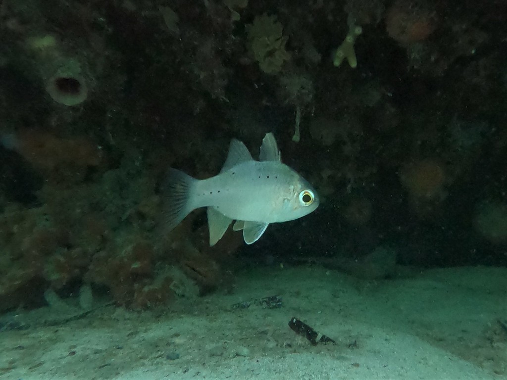 Western Gobbleguts (Ostorhinchus rueppellii) - Marine Life Identification