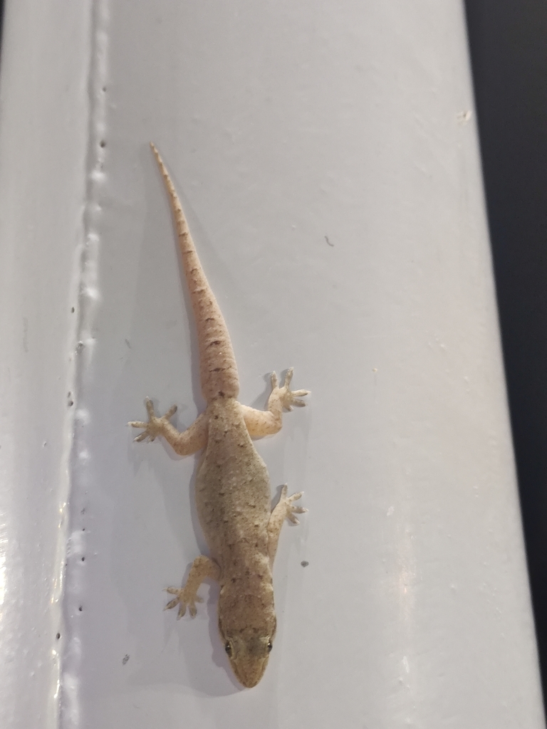 Northern Burmese Half-toed Gecko from Xishuangbanna Dai, CN-YN, CN on ...