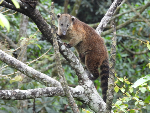 Coatí andino (género Nasuella) · NaturaLista Colombia
