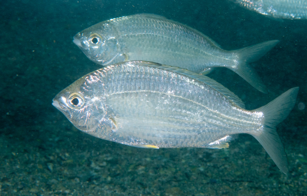 Common Silverbiddy (Gerres subfasciatus) - Marine Life Identification