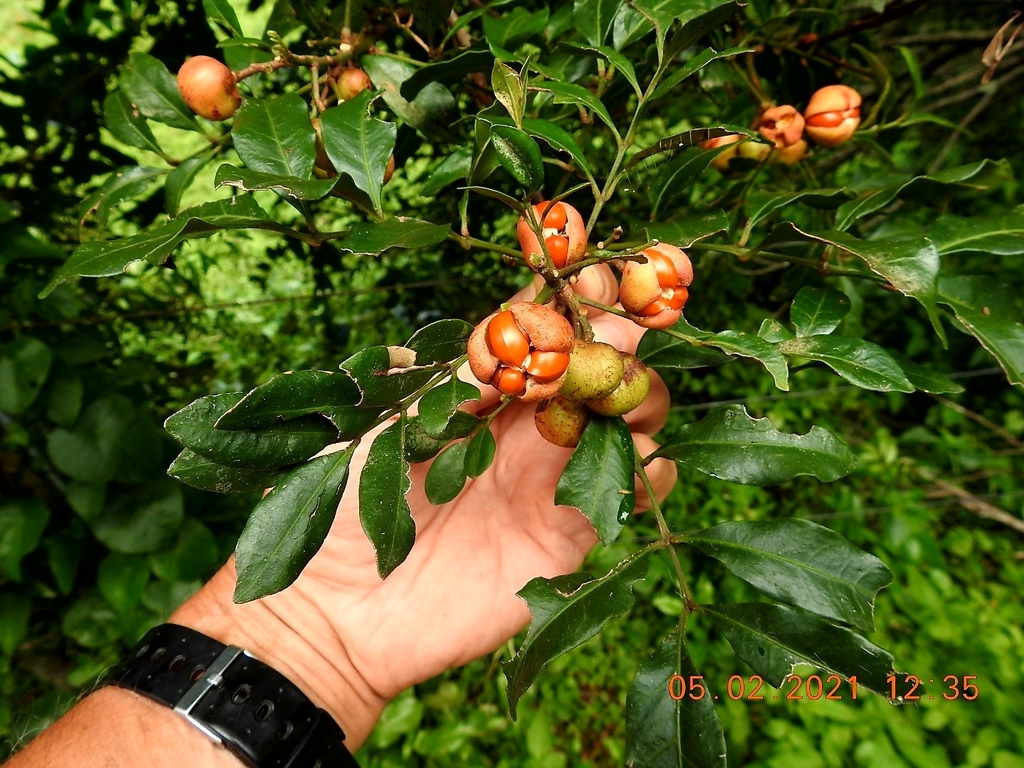scentless rosewood from Foxground NSW 2534, Australia on February 5 ...