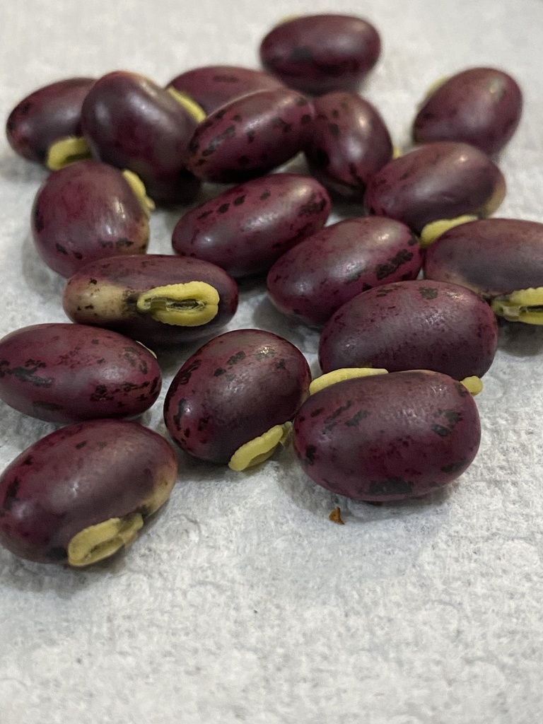 Velvet bean (Mucuna pruriens) - Botanical Realm