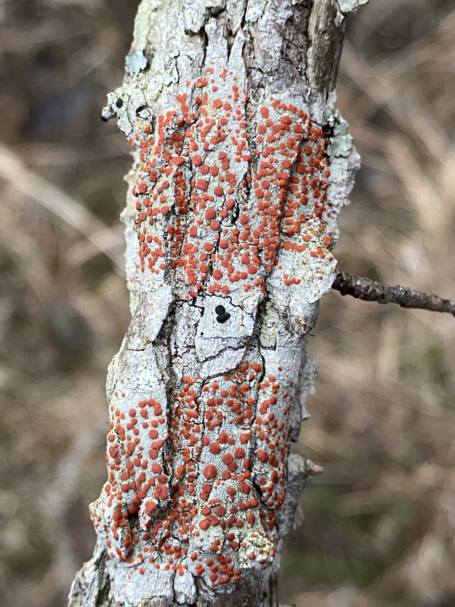 Ramboldia russula (Ach.) Kalb, Lumbsch & Elix