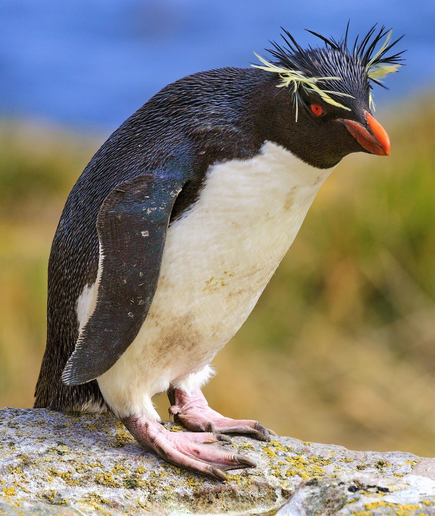 Western Rockhopper Penguin (Eudyptes chrysocome chrysocome) - Avian ...