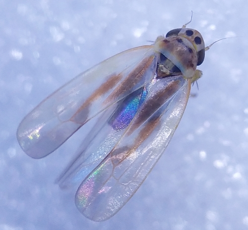 Arboridia expansa · iNaturalist