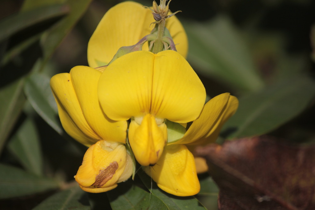 Showy crotalaria, Showy rattlebox, Cats bells, Rattlebox, Yellow ...