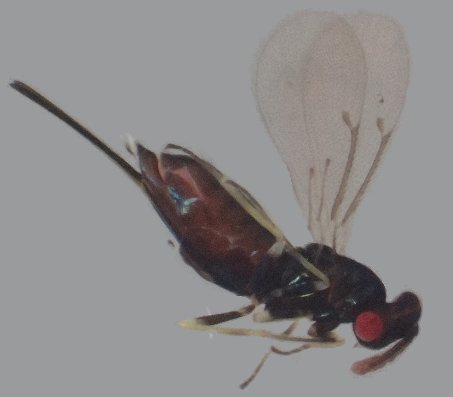 Aprostocetus caudatus Westwood, 1833