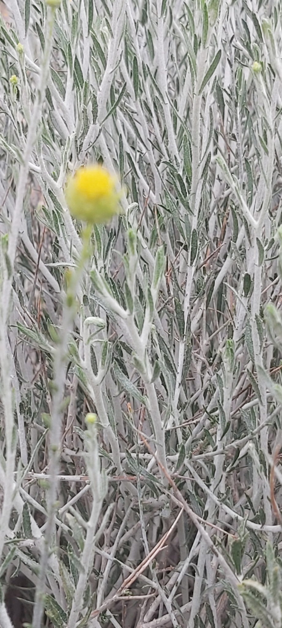 Rhanterium epapposum Oliv.