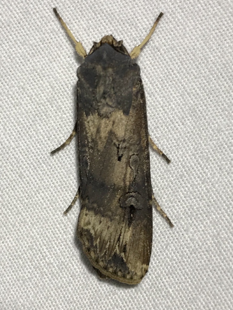 Ipsilon Dart Moth (Mariposas Noctuidae ocorrentes no Rio Grande do Sul ...