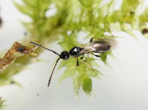 Trichopria sociabilis · iNaturalist