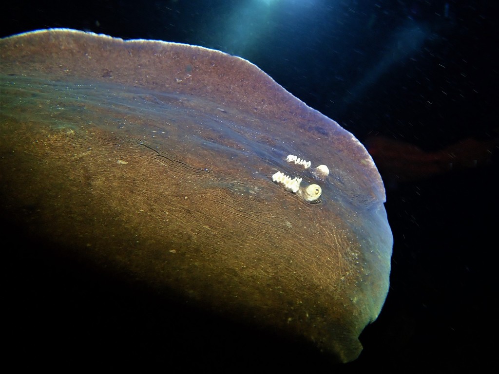 Coffin Ray (Hypnos monopterygius) - Marine Life Identification
