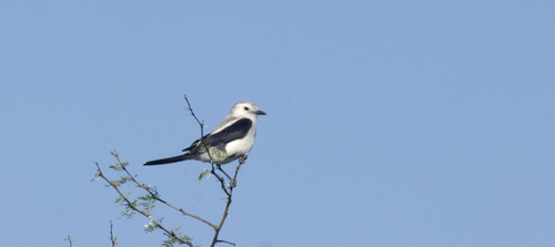 Black-and-white Monjita (Xolmis dominicanus) · iNaturalist