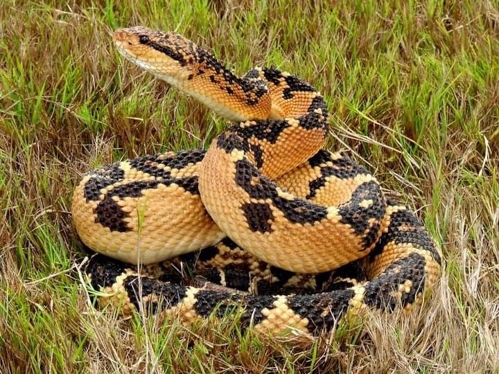 Bushmasters (Lachesis) - Snakes and Lizards