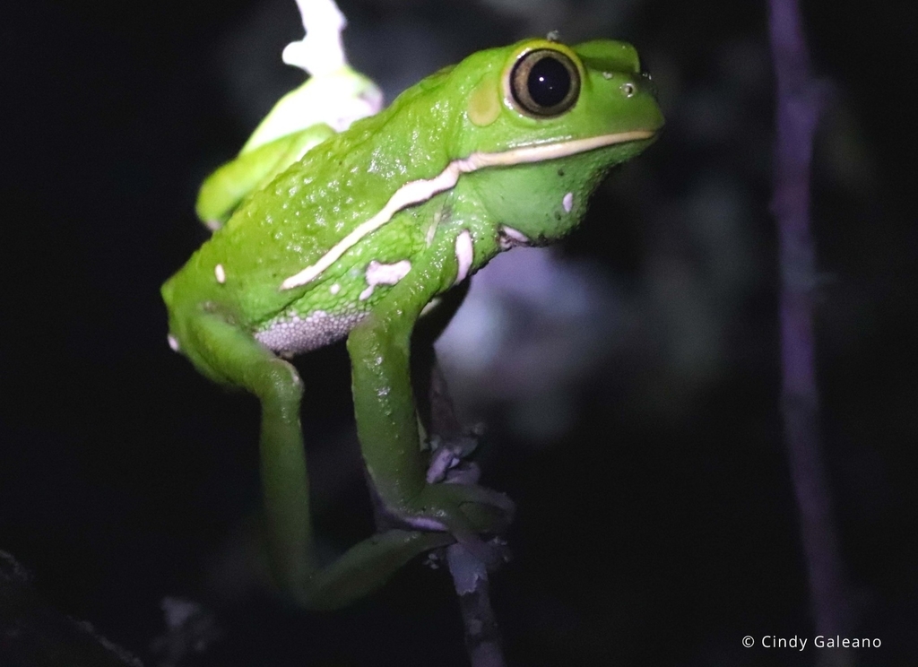 Waxy Monkey Tree Frog from Zona Mayor Infante Rivarola, Paraguay on ...