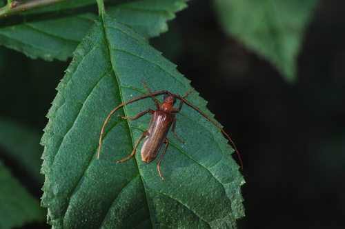 Philus pallescens · iNaturalist