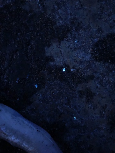 Vargula hilgendorfii · iNaturalist Mexico