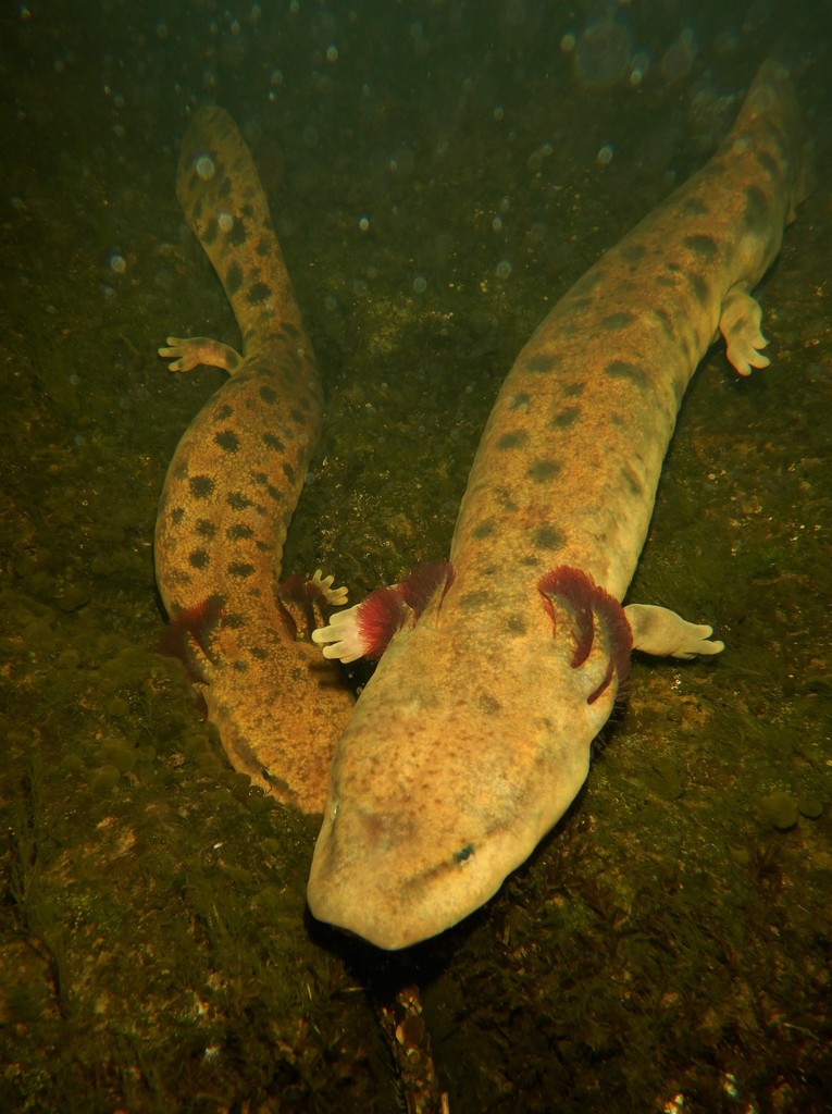 Common Mudpuppy from Leeds and Grenville United Counties, ON, Canada on ...