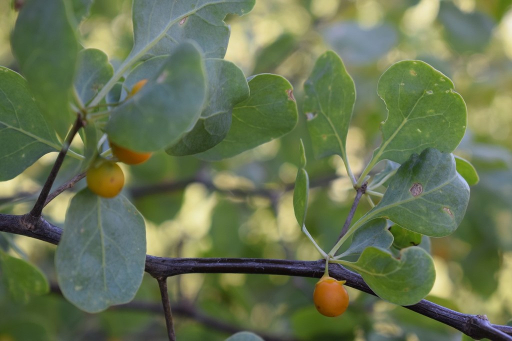 desert plum from Vera, Santa Fe, Argentina on December 8, 2020 at 11:12 ...