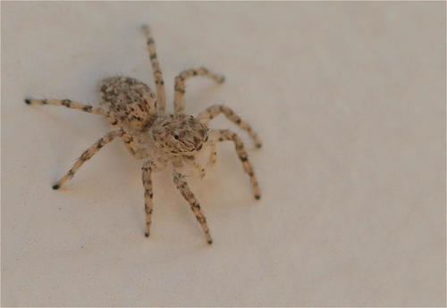 Plexippoides flavescens · iNaturalist Panamá