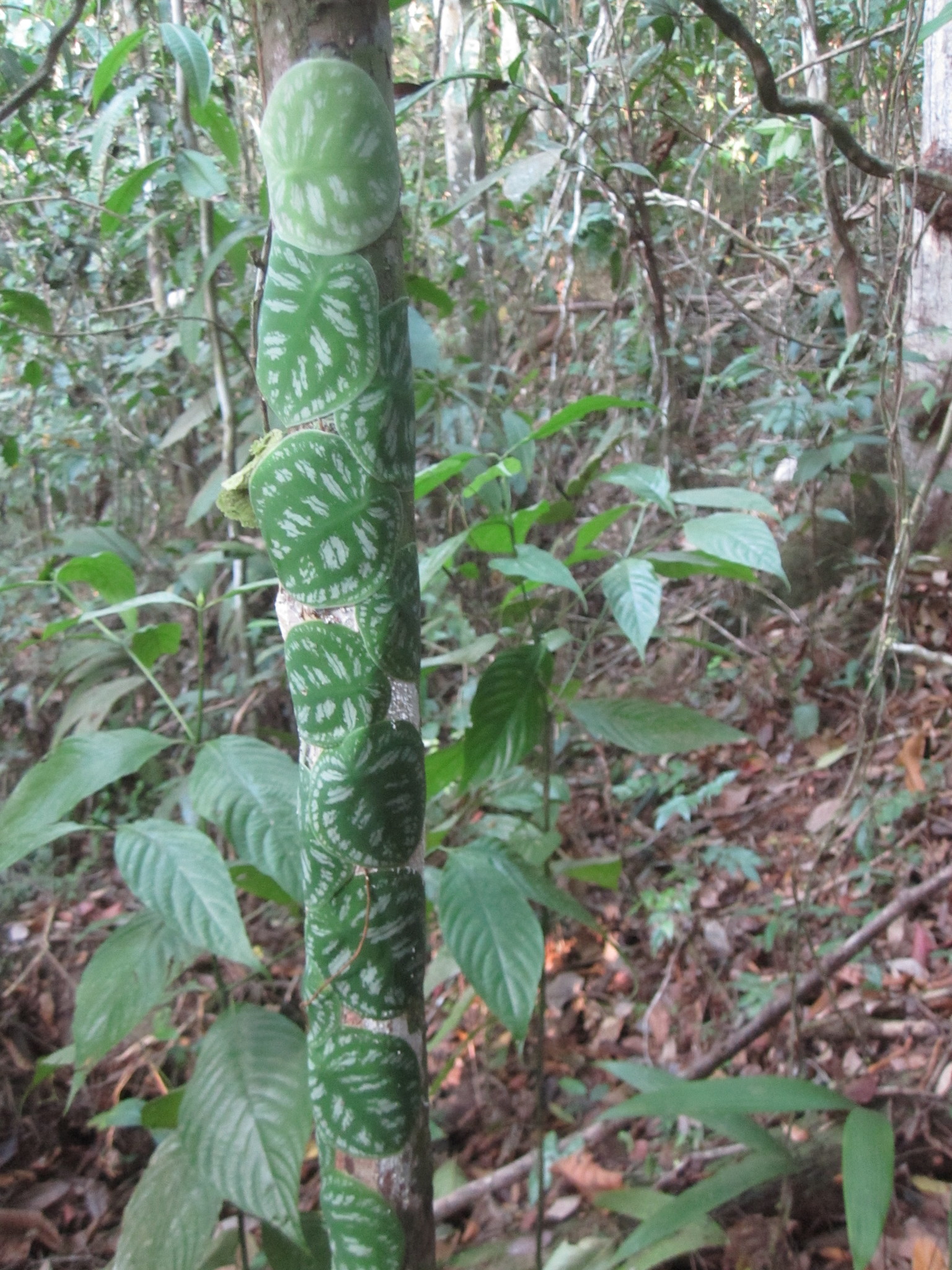 Monstera tuberculata var. brevinoda (Standl. & L.O.Williams) Madison