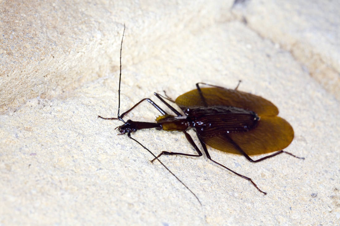 Mormolyce Hagenbach, 1825