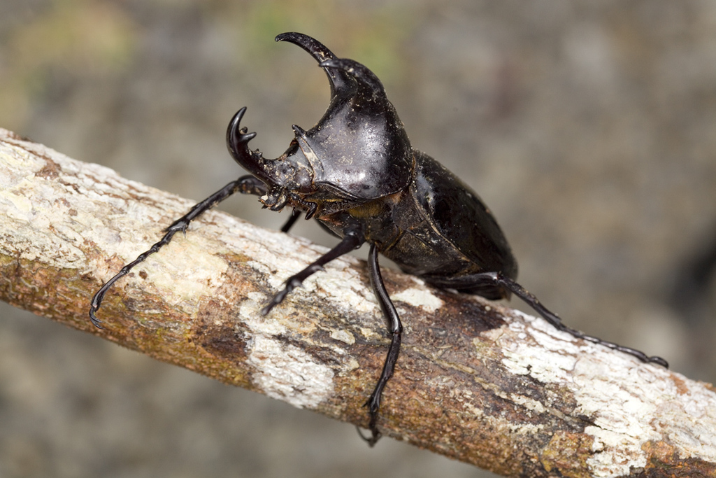 Moellenkampi Beetle from Sabah, Malaysia on June 23, 2011 at 07:57 AM ...