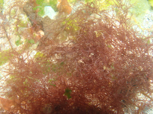 Ceramium (OCÉANO - Bahía Bustamante) · iNaturalist