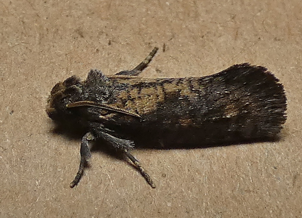 Grass Tubeworm Moths from Zona rural de Paudalho - Pernambuco on ...