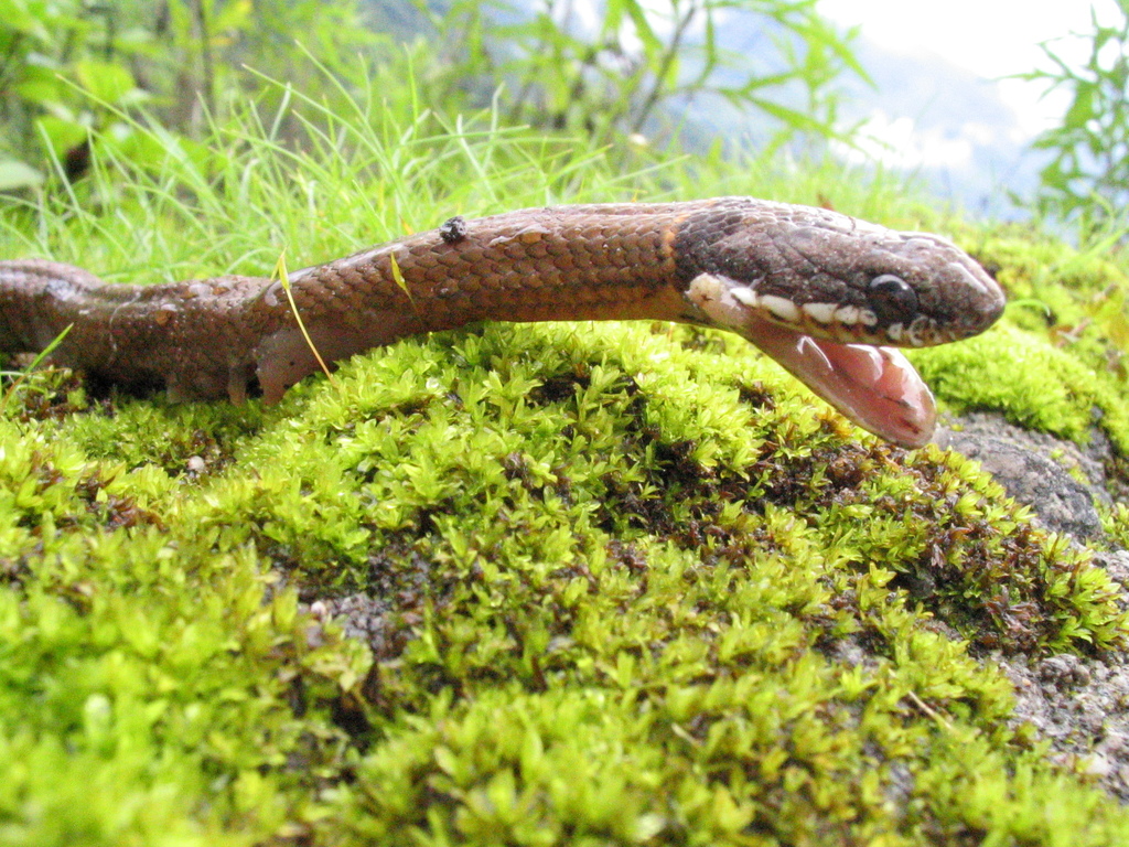 Collared Black-headed Snake from Dhunche 45000, Nepal on August 12 ...