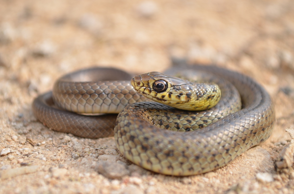 Mexican Racer in February 2016 by crotrox · iNaturalist