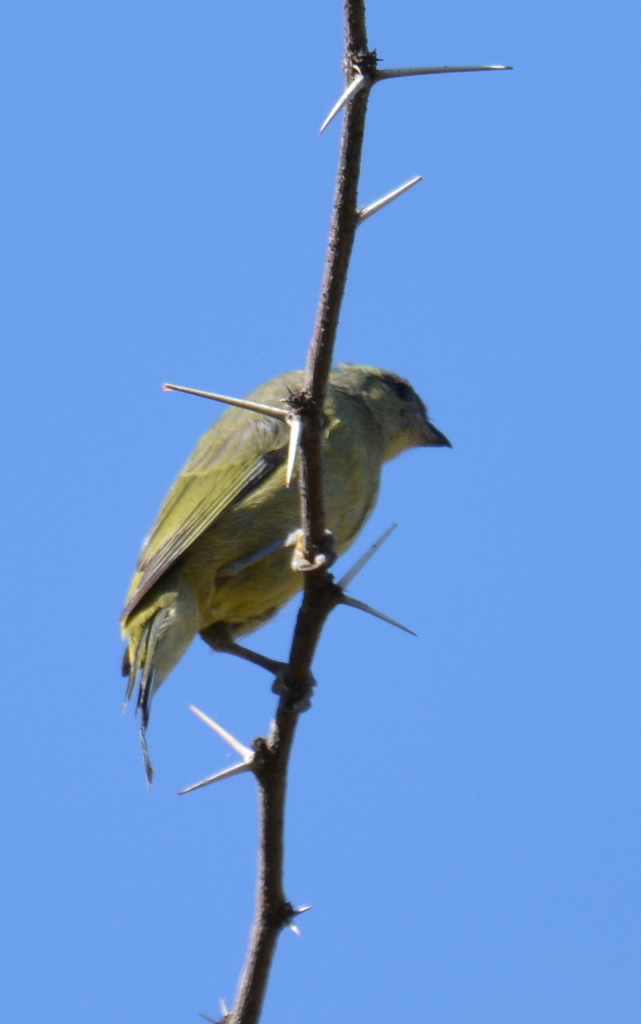 Scrub Euphonia from Guanajuato, Gto., México on October 15, 2017 at 10: ...