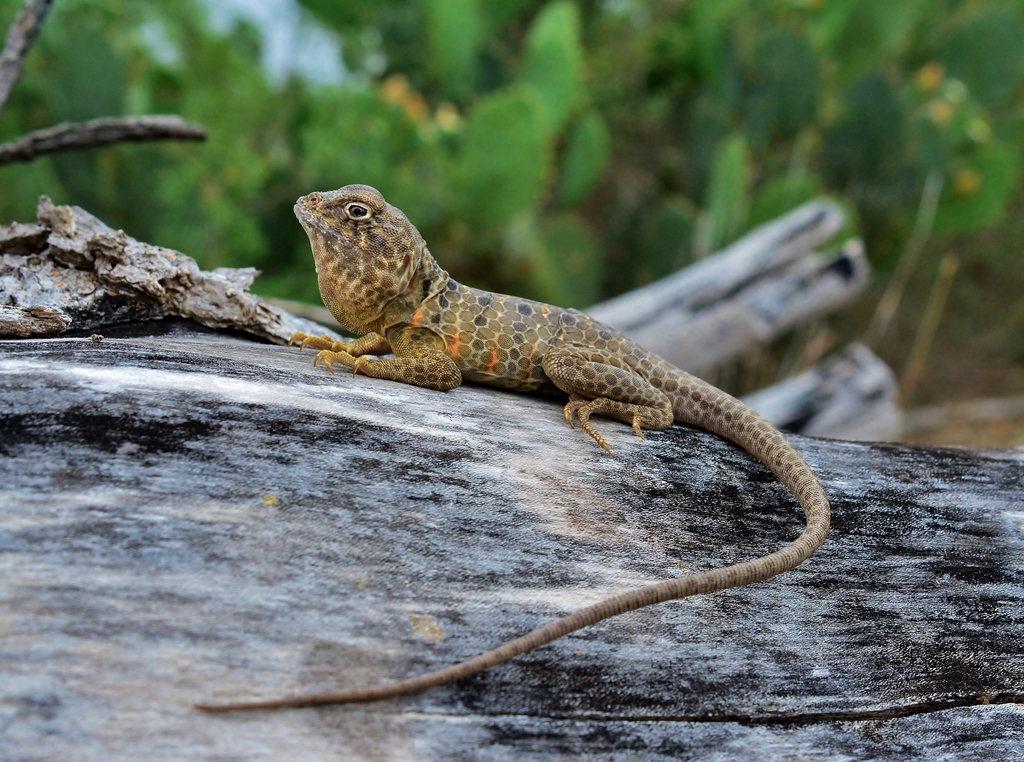 Reticulate Collared Lizard in April 2018 by crotrox · iNaturalist